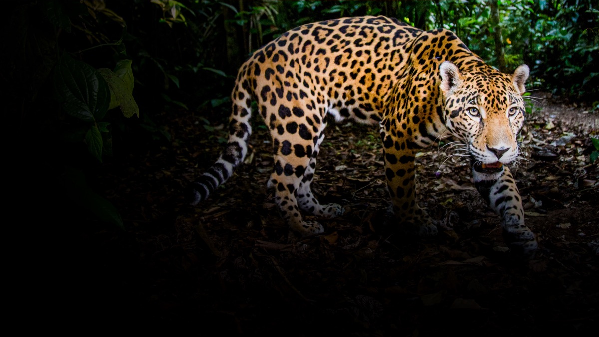 Big Cats - Apple TV (UK)