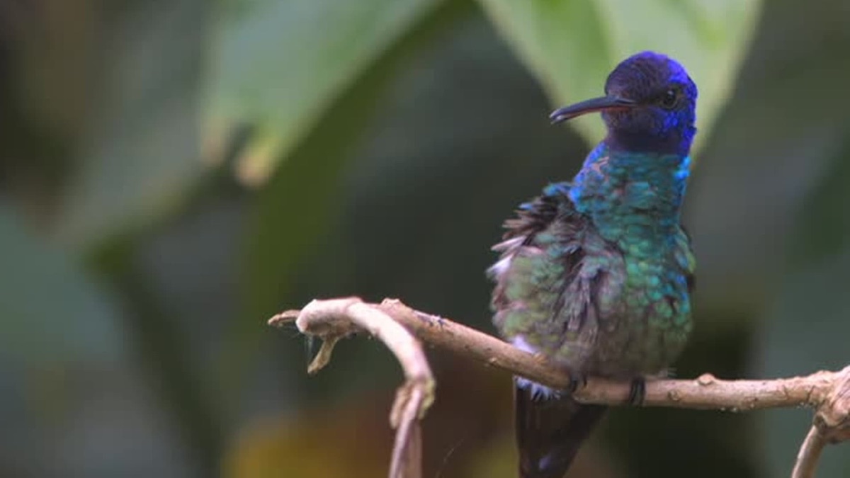 Hummingbirds - Apple TV