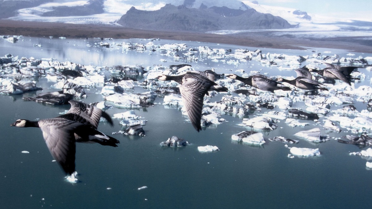 Winged Migration | Apple TV