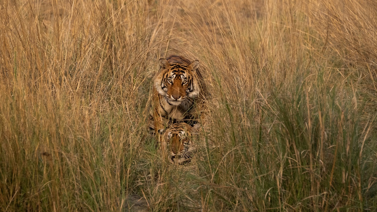 Watch The Tiger – Big Beasts (Series 1, Episode 9) | Apple TV+ (FM)