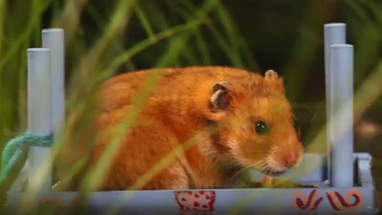 Once Upon a Hamster | Apple TV