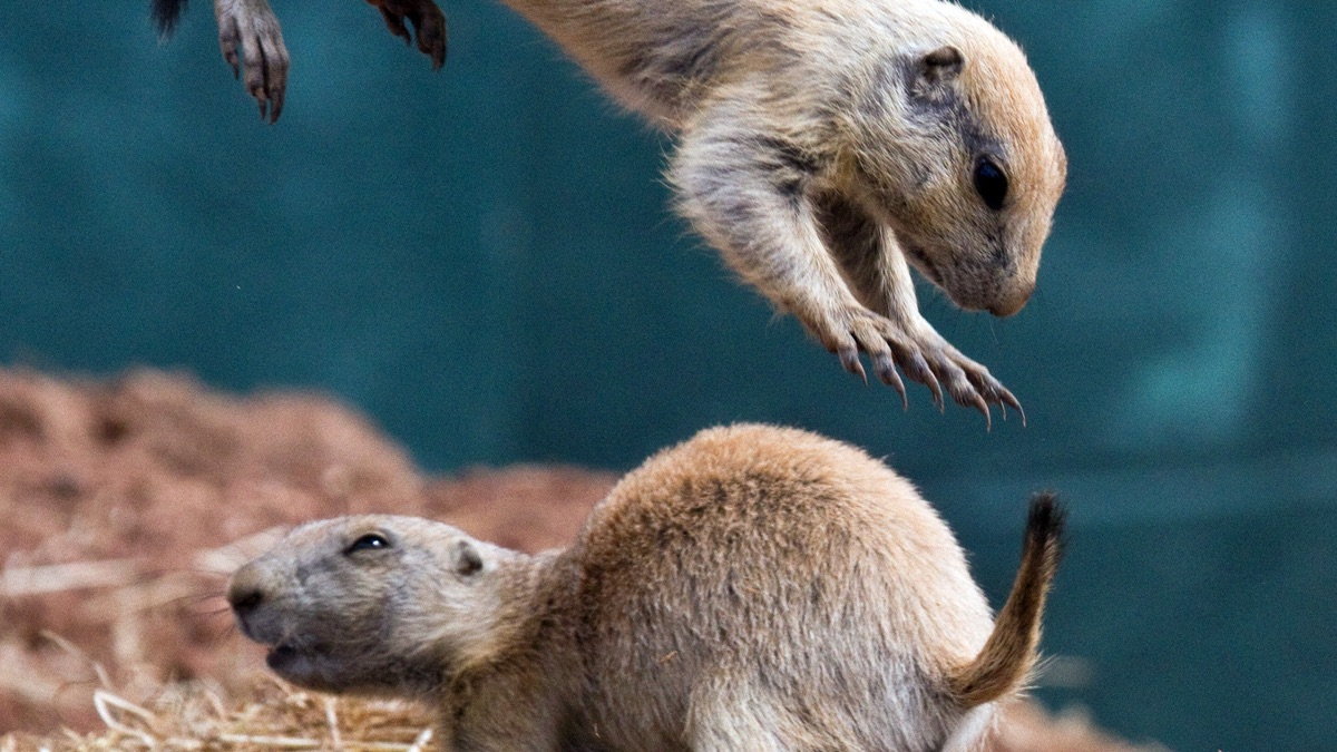 Prairie Dogs Fighting