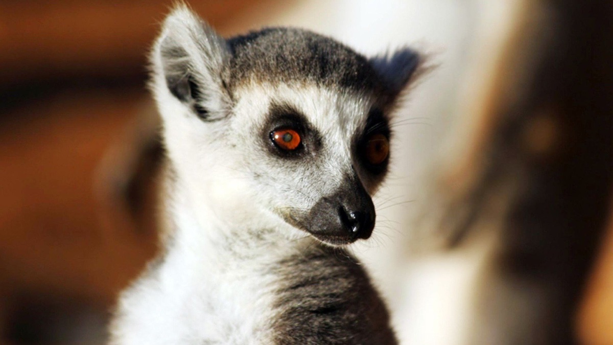 Lemur Street | Apple TV