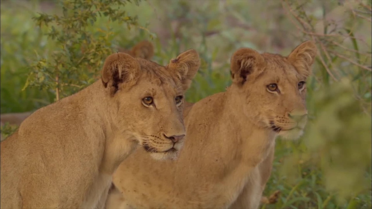 Lioness in Exile - Apple TV