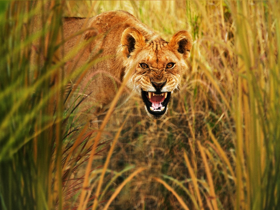 Secret Life of Predators - Apple TV (AU)