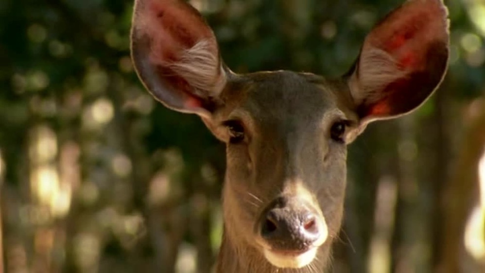 Baby Einstein Classics | Apple TV