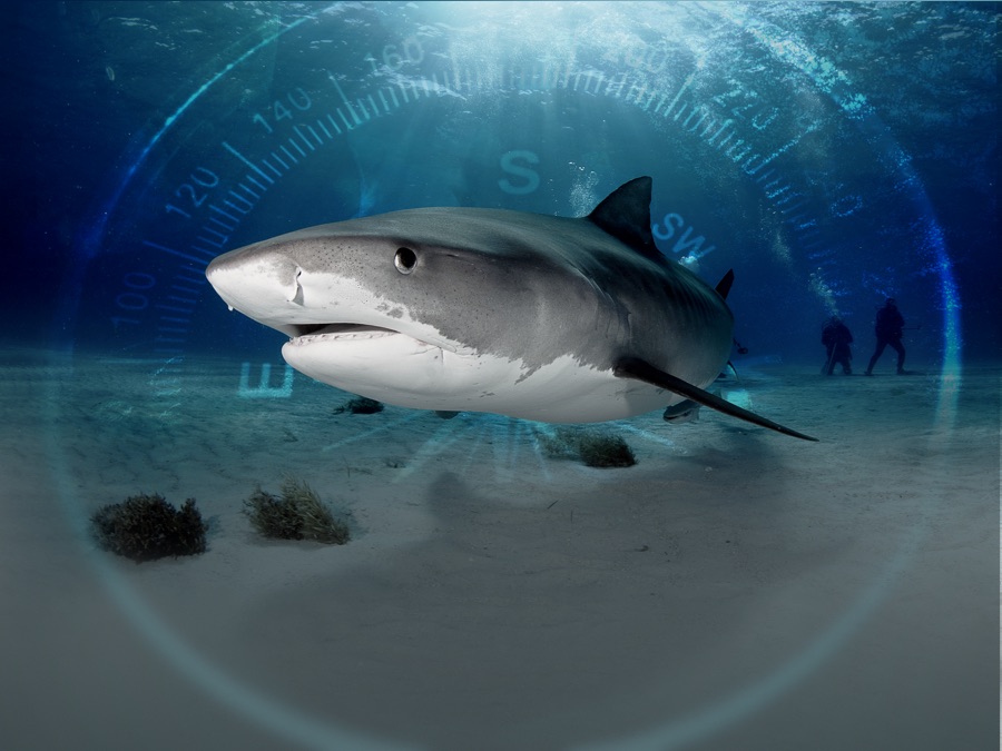 Sharks of The Bermuda Triangle | Apple TV