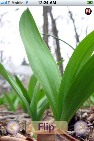 Foraging Flashcards Early Spring by WinterRoot LLC
