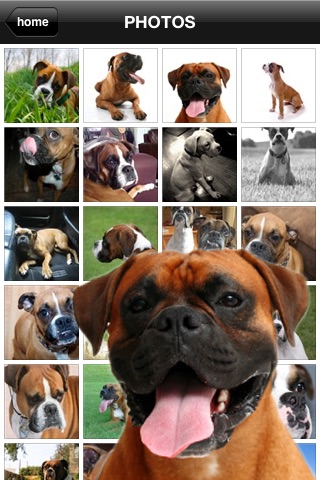 Boxers - Big Dog Fun by Work's Out