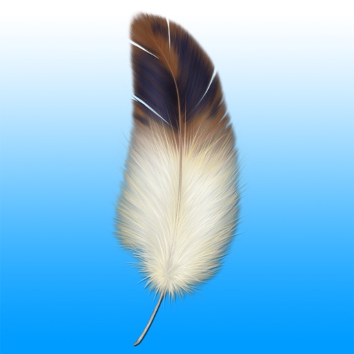Feather by Raphael Salgado