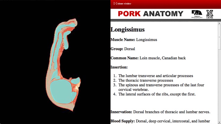 NU Pork Anatomy by University of Nebraska - Lincoln