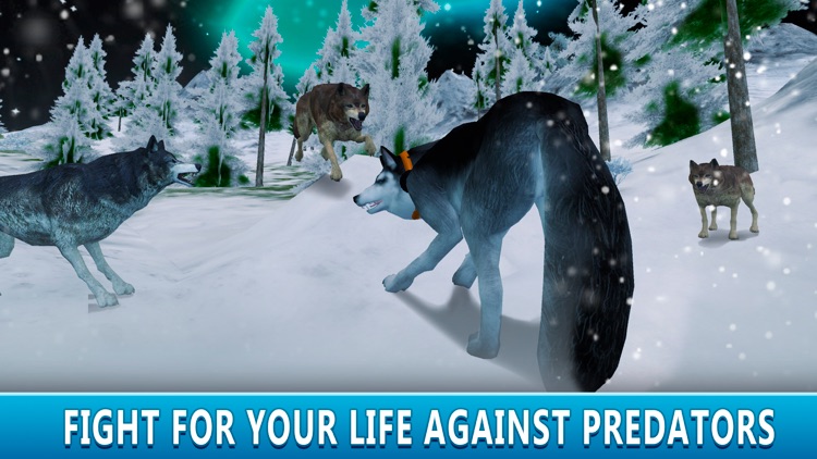Husky Snow Dog Simulator 3D Full by Games Banner Network