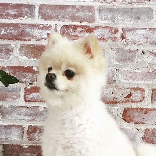 Kevin The Dog Stickers by Chris Hein