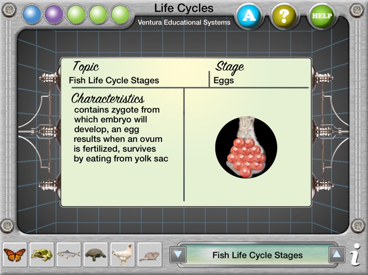 Interactive Life Cycles by Ventura Educational Systems