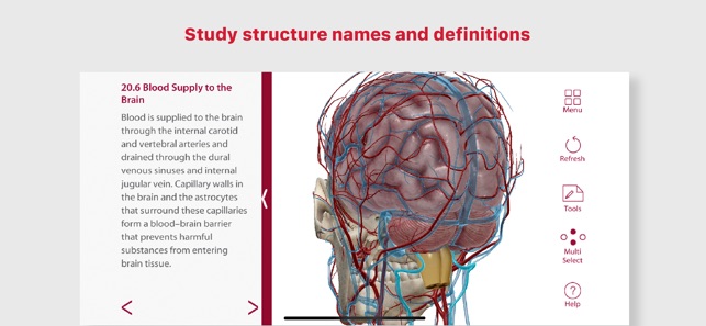 How Is Anatomy And Physiology Related