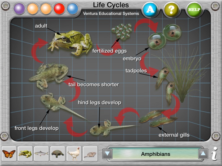 Interactive Life Cycles by Ventura Educational Systems