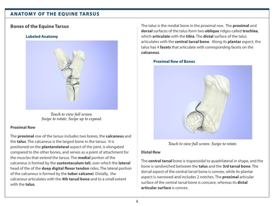 ‎Anatomy and Radiography of the Equine Tarsus on Apple Books