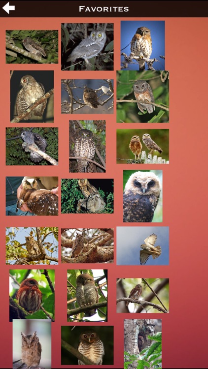 Coral Reefs Wiki by Pina Colada