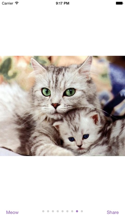 Cute Cats - cheer you up! by Oscar Fridh