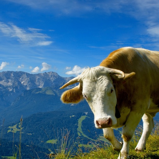 Best Cow Wallpapers by bekir resit kuccuk