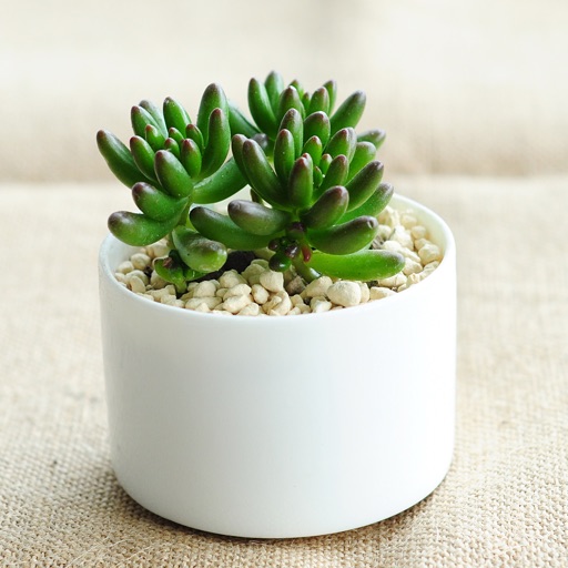 多肉植物联盟 by yulan sun