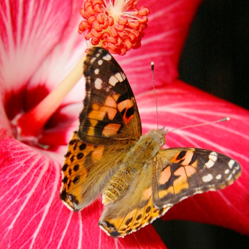 Painted Lady Butterflies Free for PC - Windows 7,8,10,11