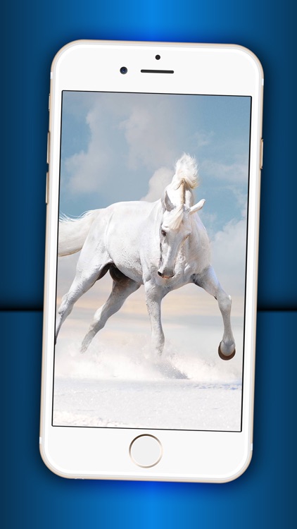 Horse Wallpapers – Beautiful Black And White Horses Jump.ing Picture ...