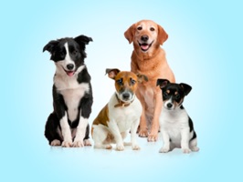 Real Dogs! Cute Puppies! by Abay Imanberlin