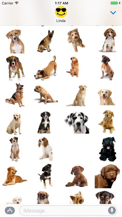 Real Dogs! Cute Puppies! by Abay Imanberlin