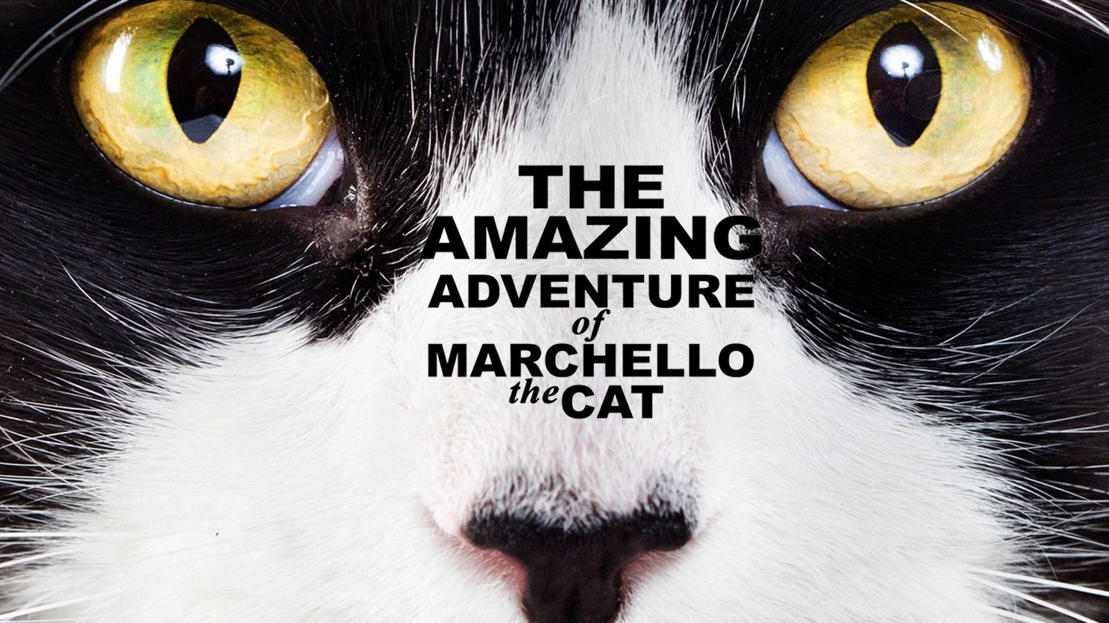 The Amazing Adventure of Marchello the Cat on Apple TV