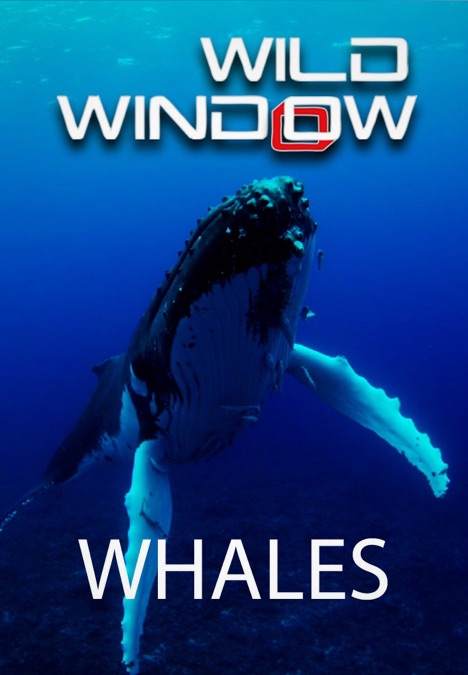 Wild Window: Whales | Apple TV
