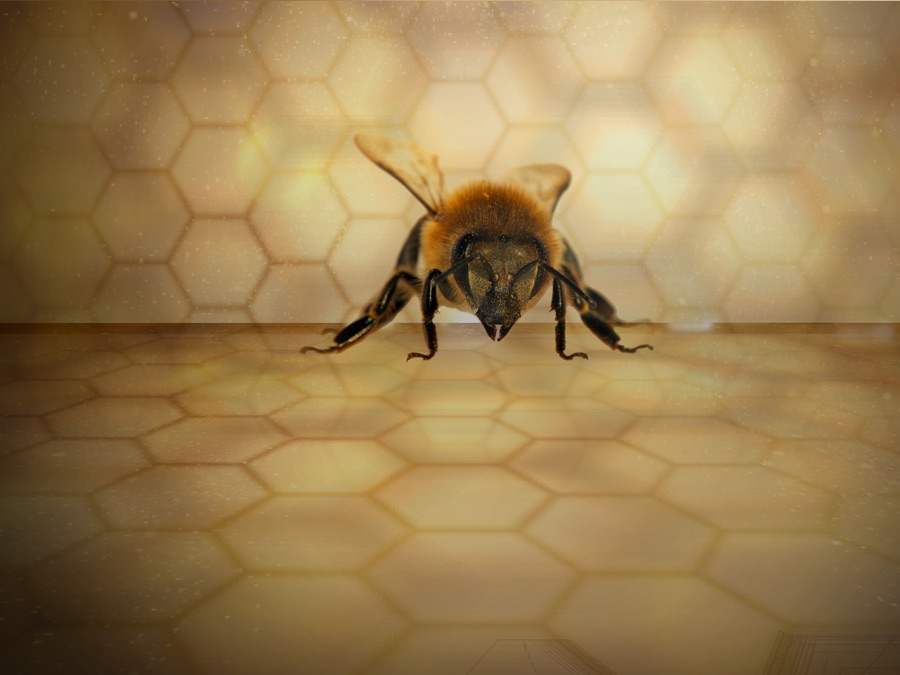 The Great Bee Adventure - Apple TV