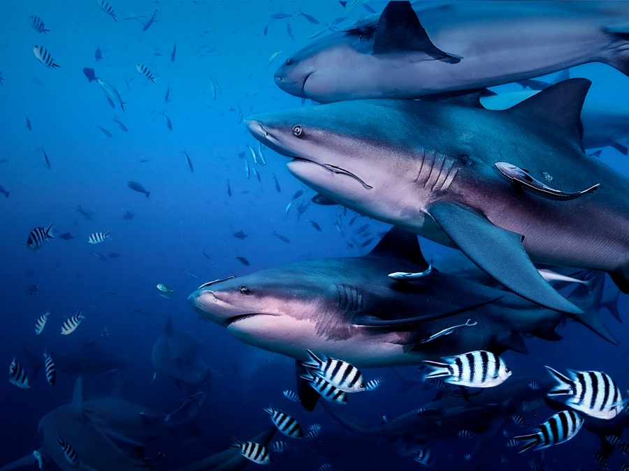 Return To Shark Island | Apple TV (NL)