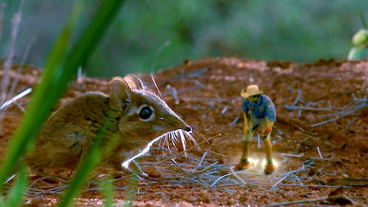 Sengi - Andy's Wild Adventures (Season 1, Episode 10) - Apple TV