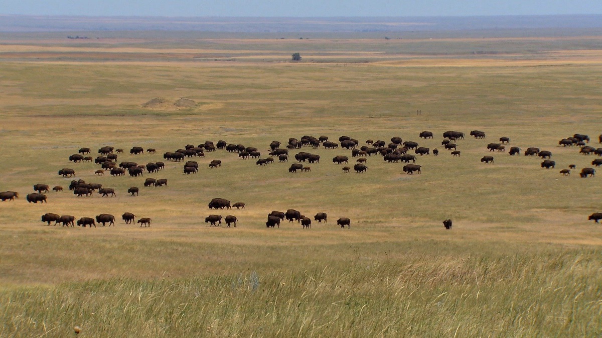 Dominion; American Prairie; Ina Garten - 60 Minutes (Season 55, Episode ...