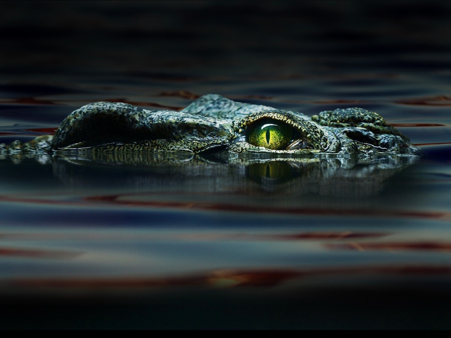 Wild Ones | Apple TV