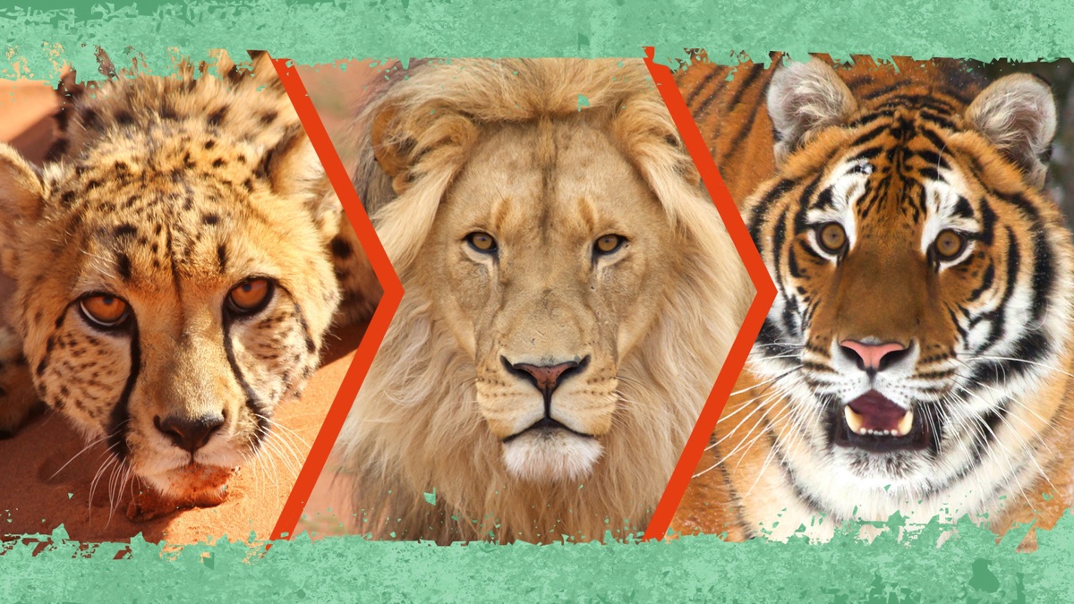 Big Cats: Wild Files - Apple TV (UK)