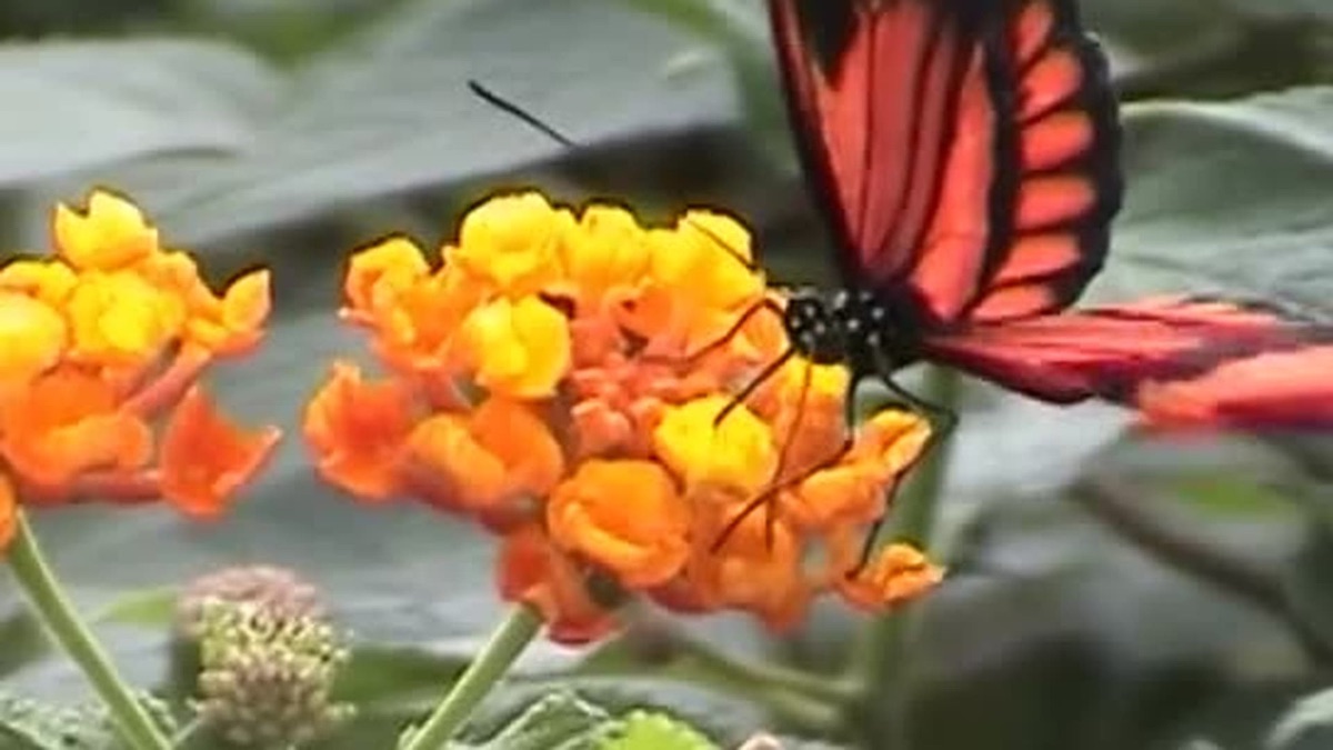 The Story Of The Butterfly