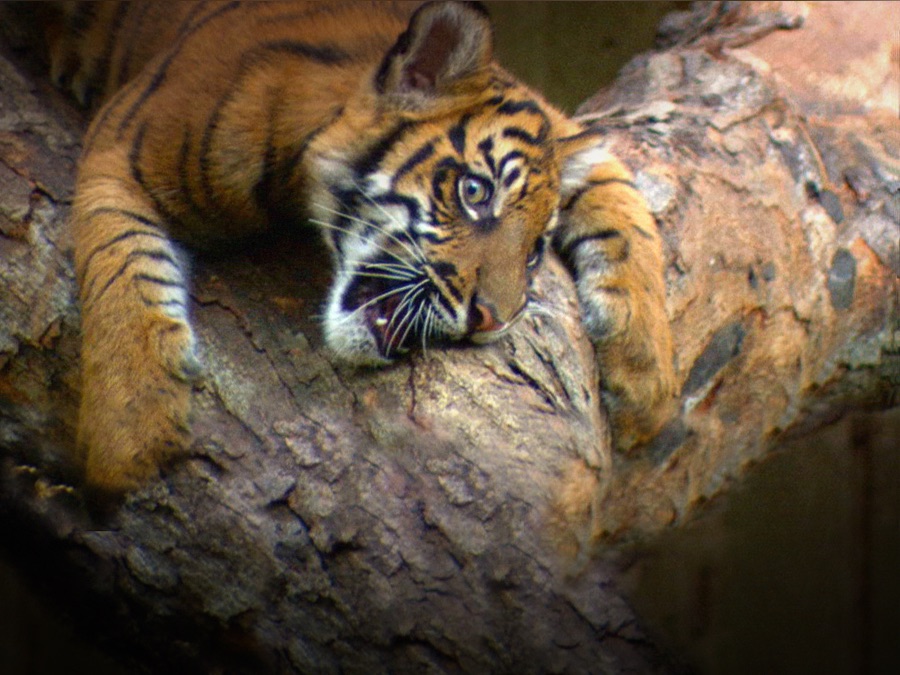 Tiger Tales | Apple TV