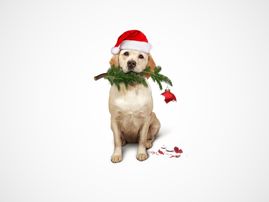 The Dog Who Saved Christmas - Apple TV