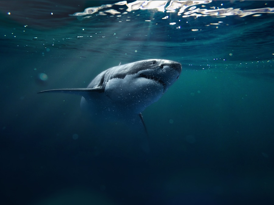 Ocean Predators - Apple TV