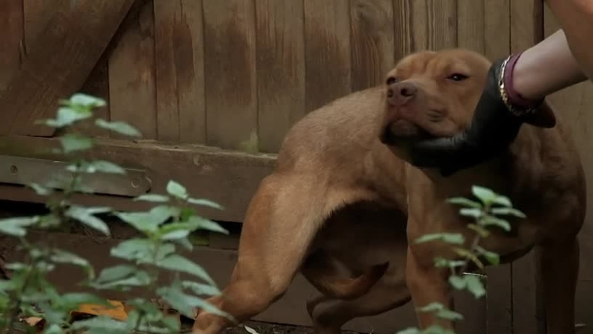 Death Row Dogs - Apple TV