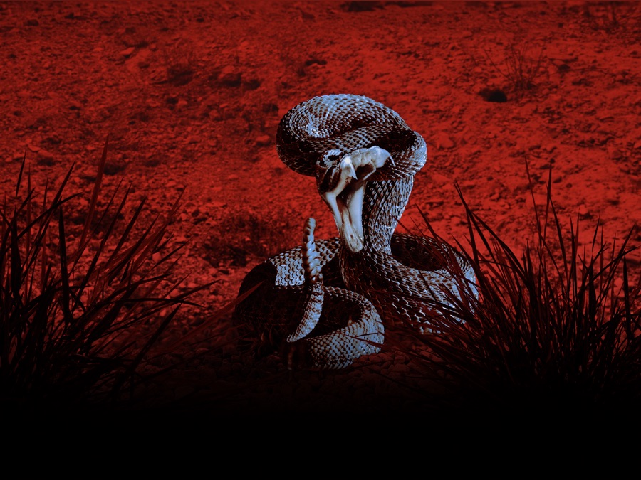 Something Bit Me! | Apple TV