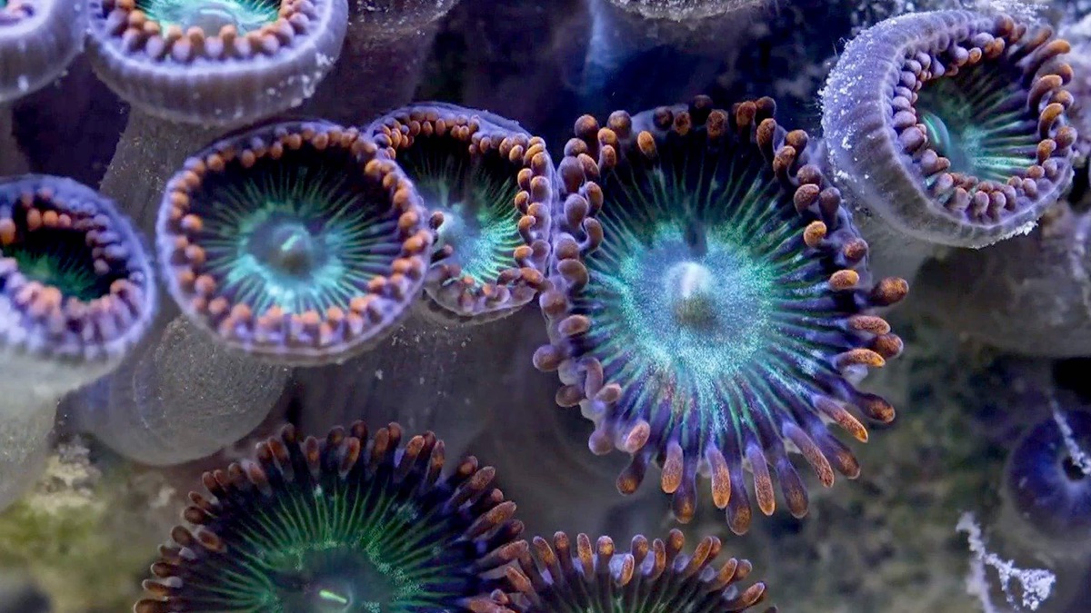 Reef Rescue | Apple TV